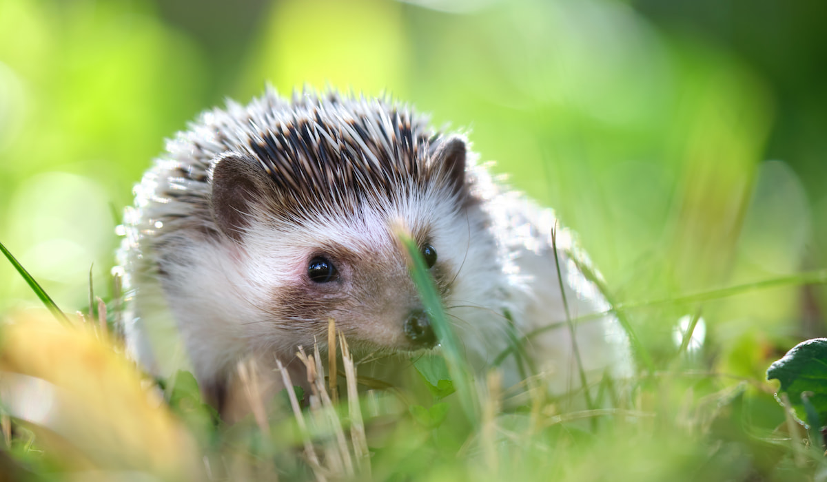 Can Hedgehogs Run Fast? - Hedgehog Harmony